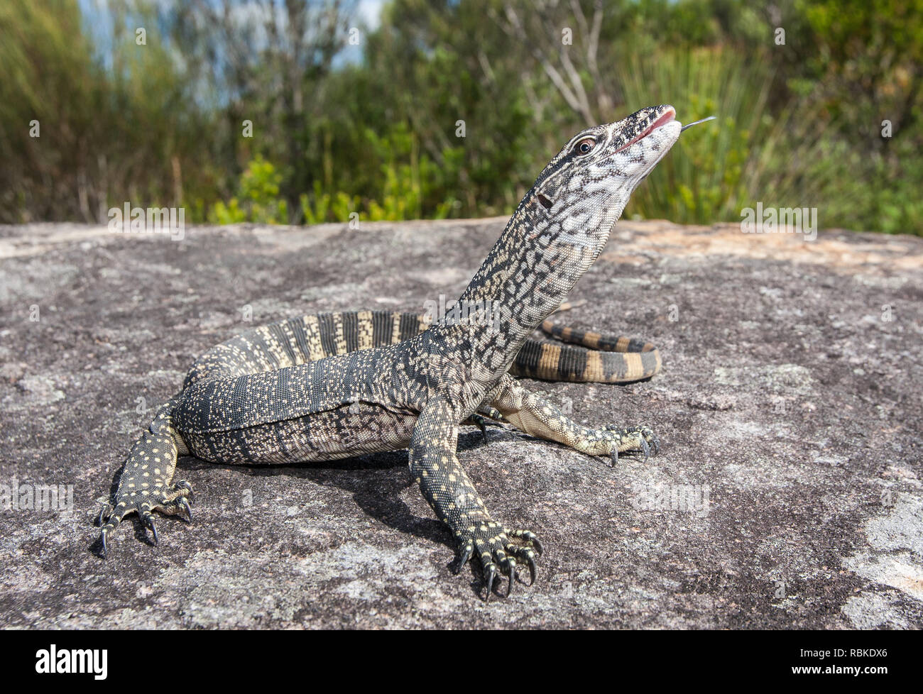 Rosenbergs monitor hi-res stock photography and images - Alamy