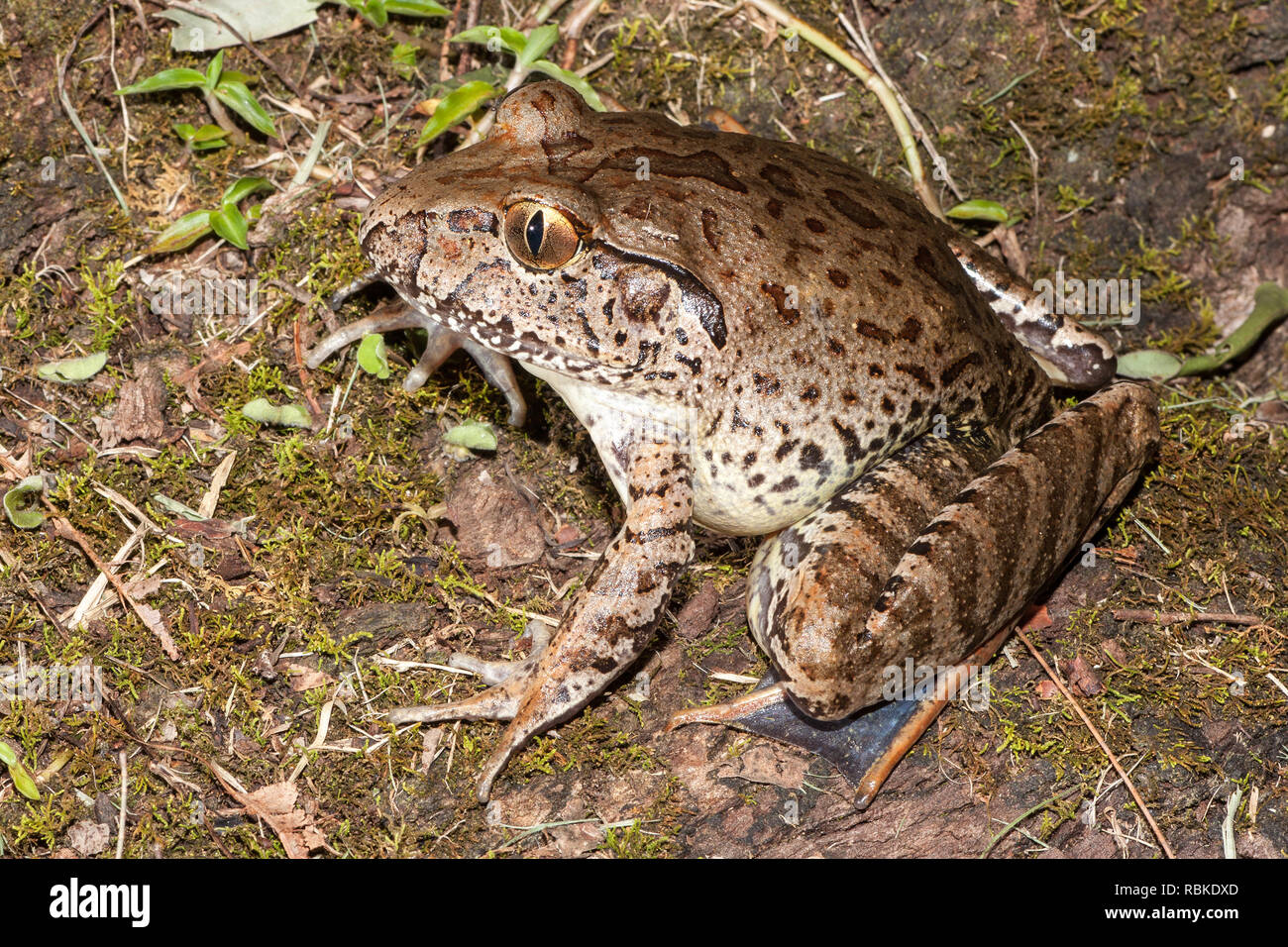 Giant Barred Frog Stock Photo - Alamy
