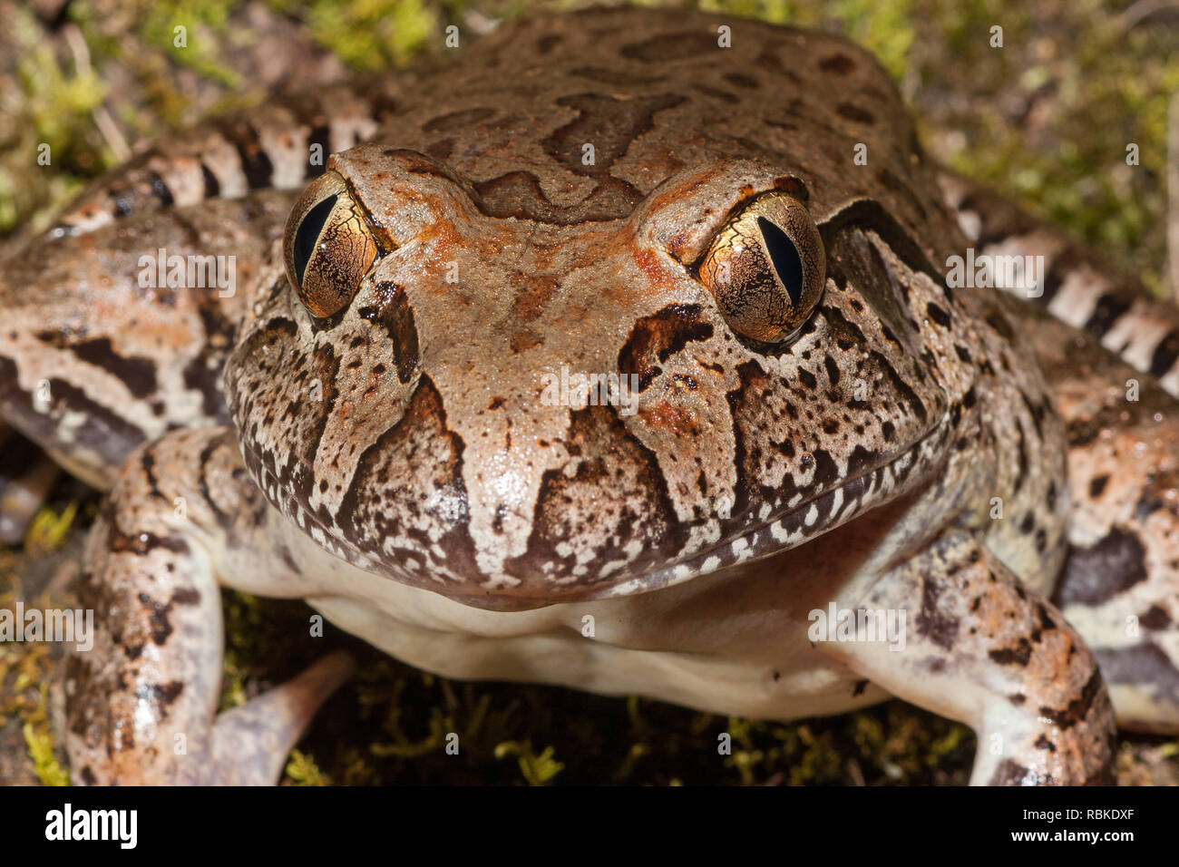 Giant Barred Frog Stock Photo - Alamy