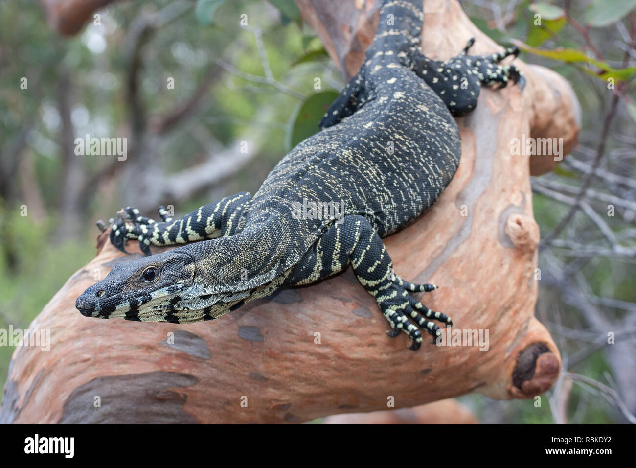 Lace Monitor High Resolution Stock Photography and Images - Alamy