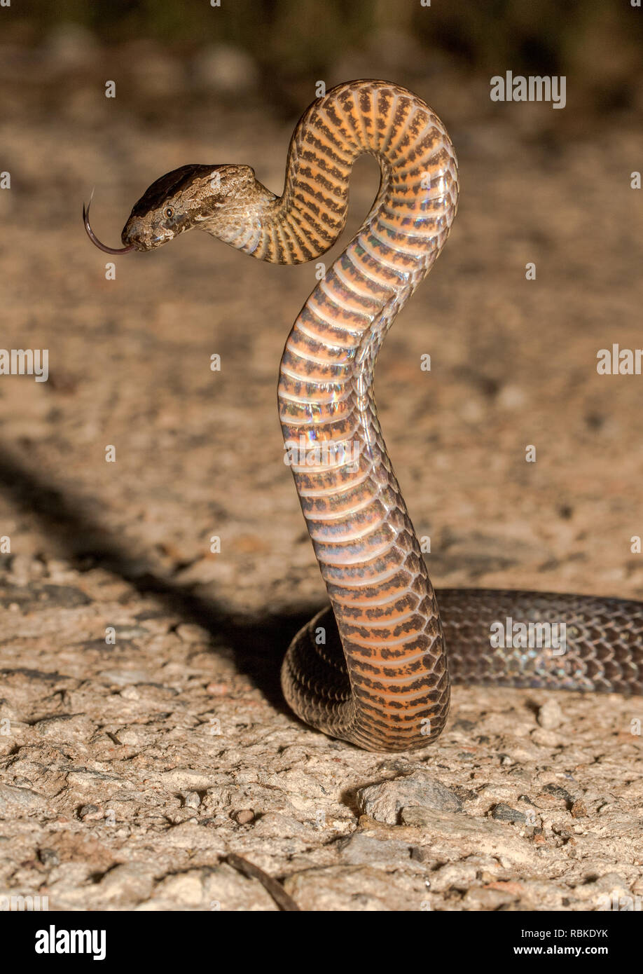 Golden crown snake hi-res stock photography and images - Alamy