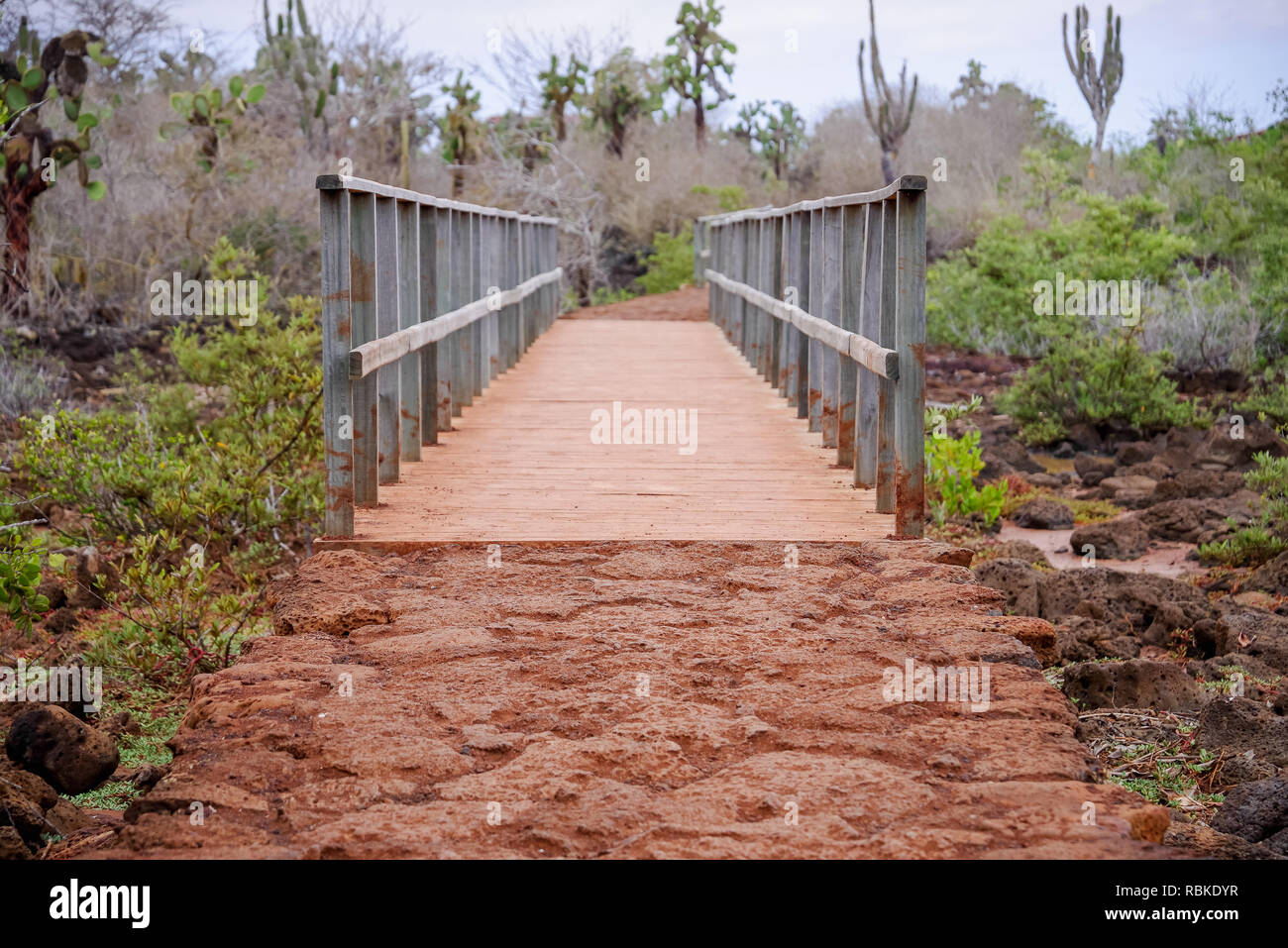 Outdoor view of wooden path on Isabela Island. Galapagos Islands Stock ...