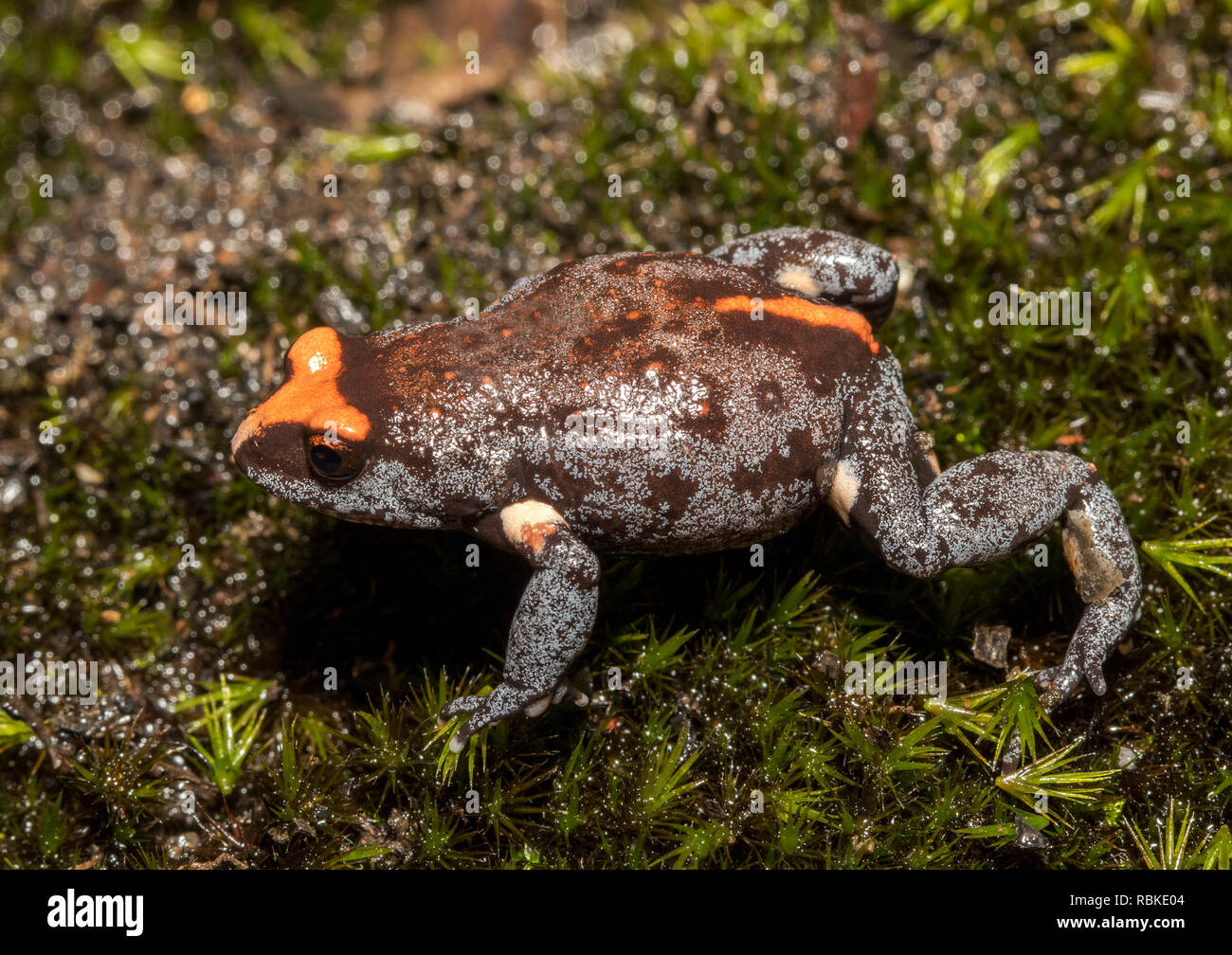 Crowned toadlet hi-res stock photography and images - Alamy