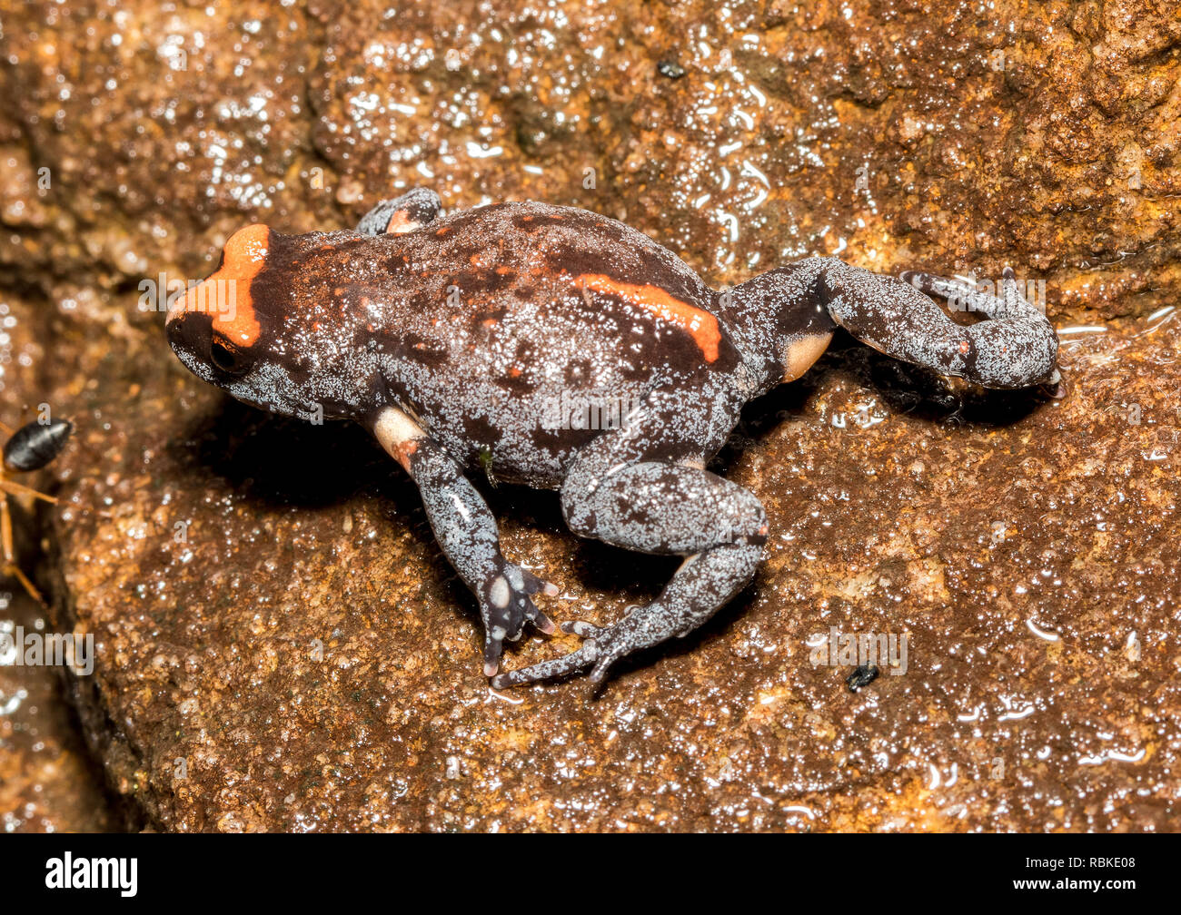 Crowned toadlet hi-res stock photography and images - Alamy