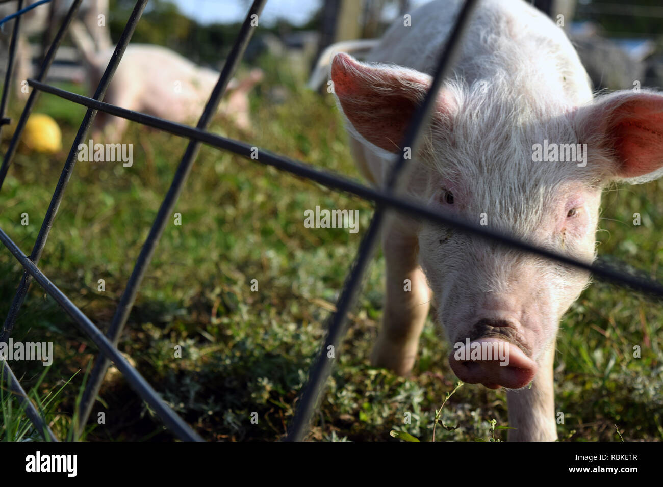 Pig fence hi-res stock photography and images - Alamy