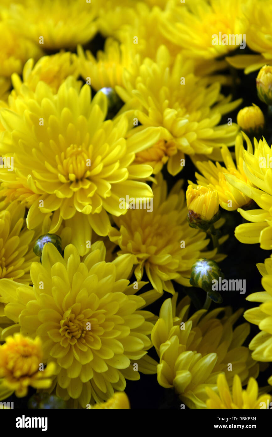 Flower floers hi-res stock photography and images - Alamy