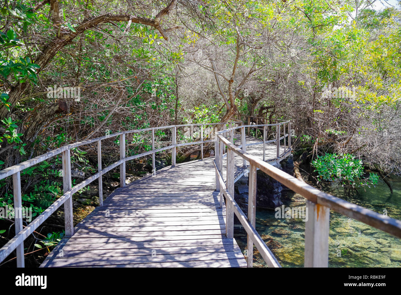 Beautiful outdoor view of wooden path close to mangrove on San ...