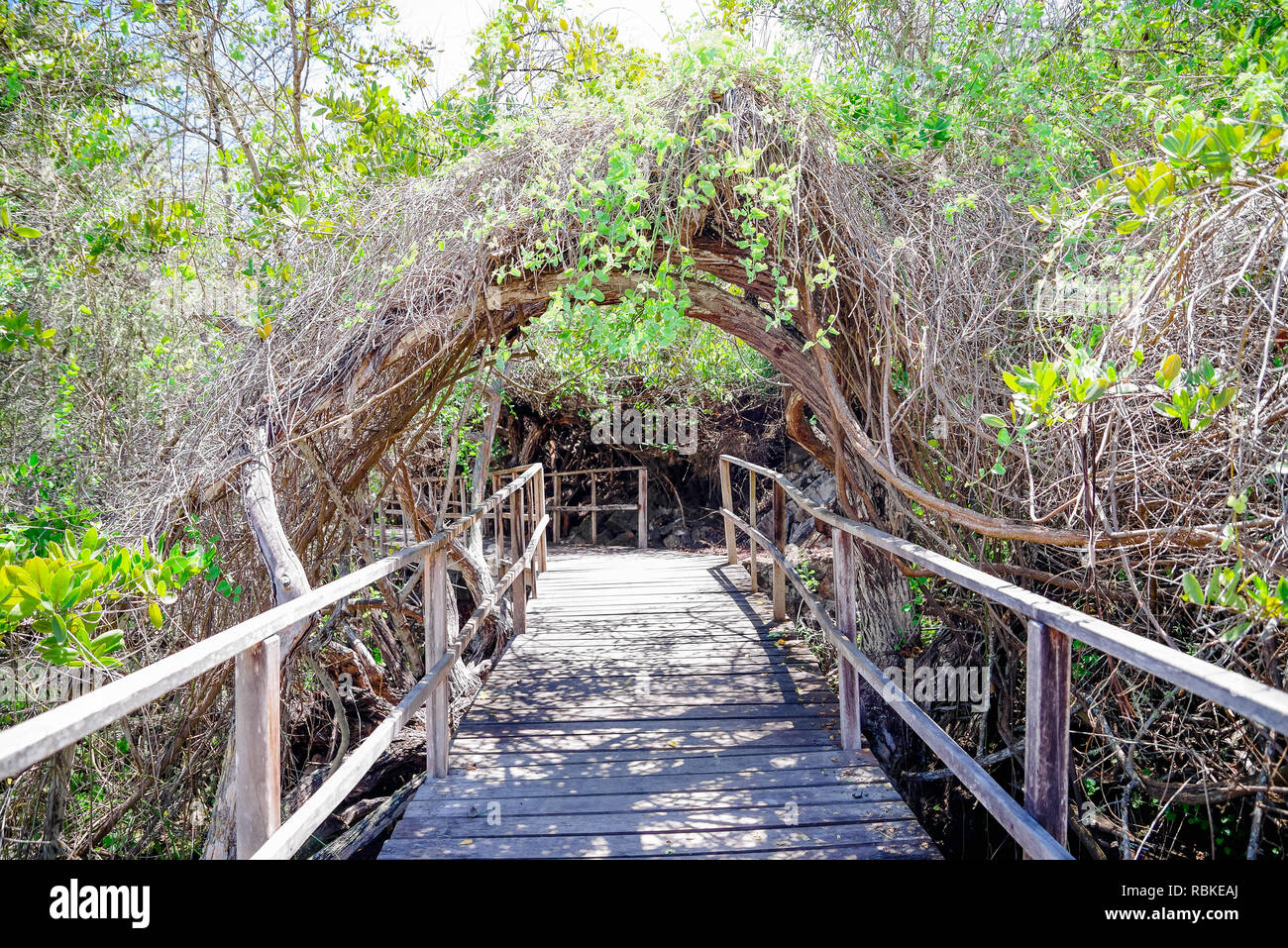Beautiful outdoor view of wooden path close to mangrove on San ...