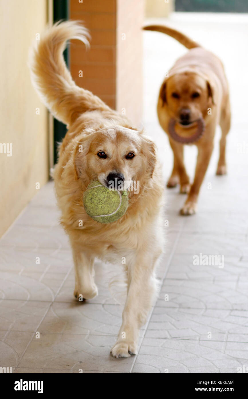 Football labrador hi-res stock photography and images - Alamy