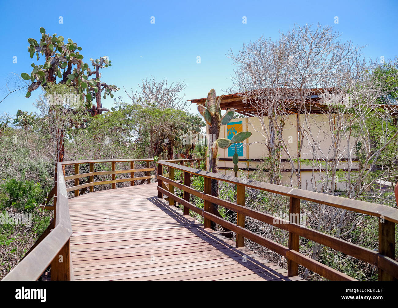 Beautiful wooden path on Isabela Island located in Galapagos Islands ...