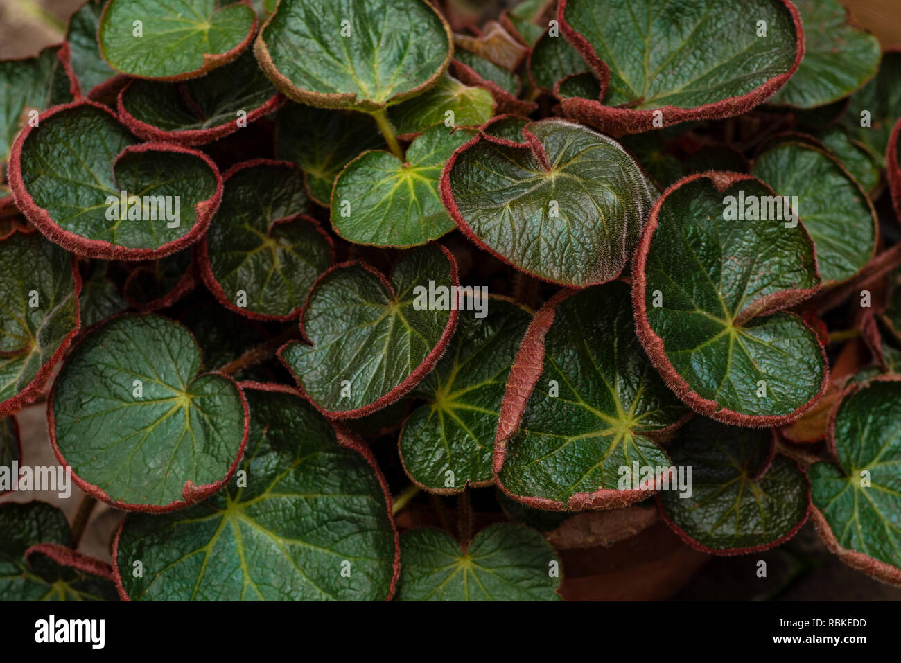 Begonia leaf. Green leaf plant pattern tree.Fresh Green Leaves.flowers ...