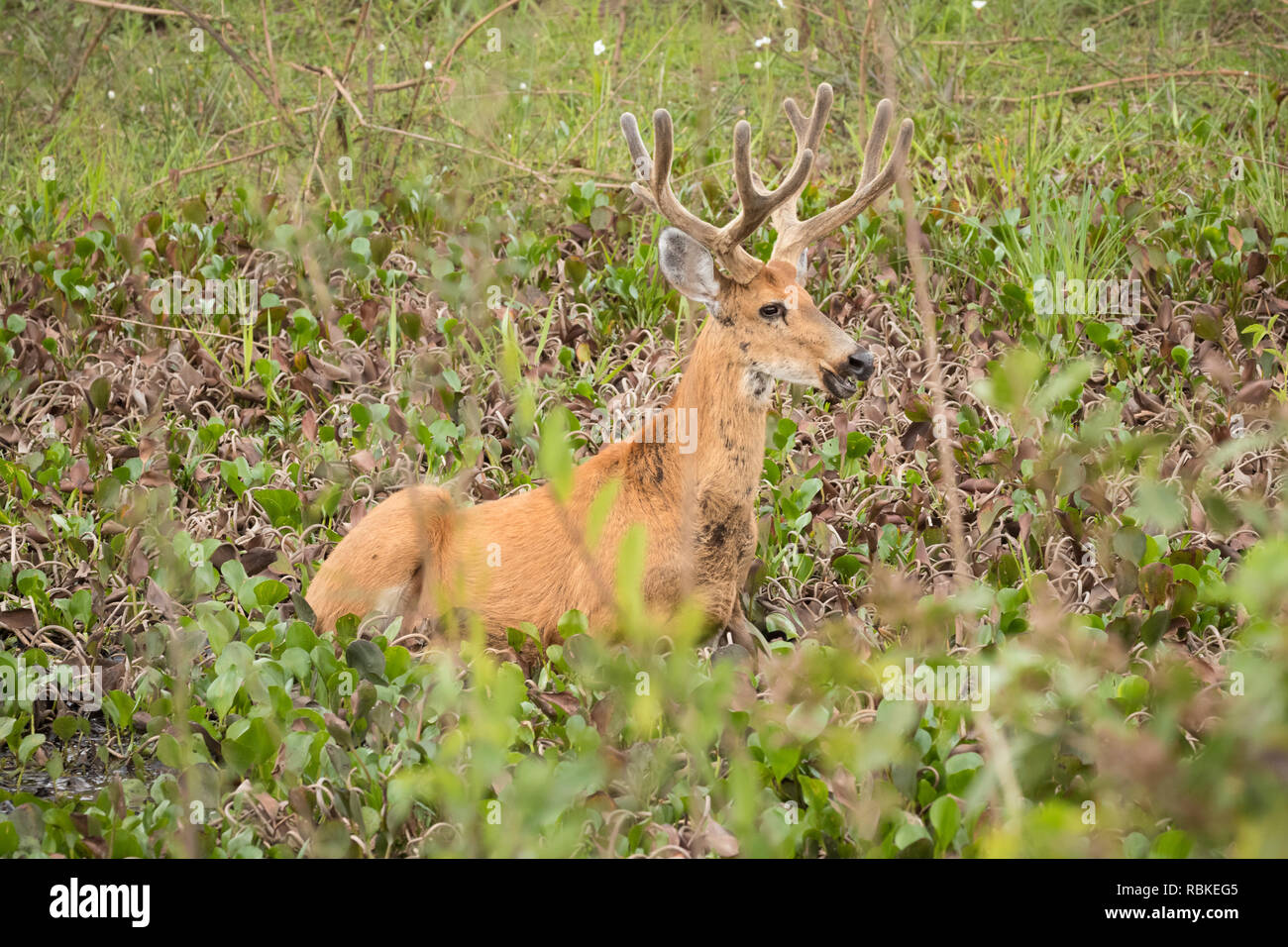 Marsh deer hi-res stock photography and images - Alamy