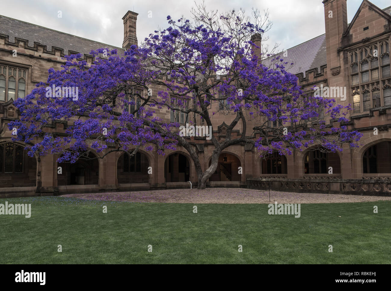 Tree in the courtyard hi-res stock photography and images - Alamy