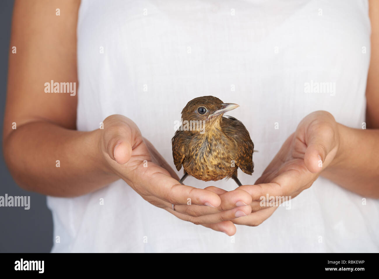 Child bird hand hi-res stock photography and images - Alamy