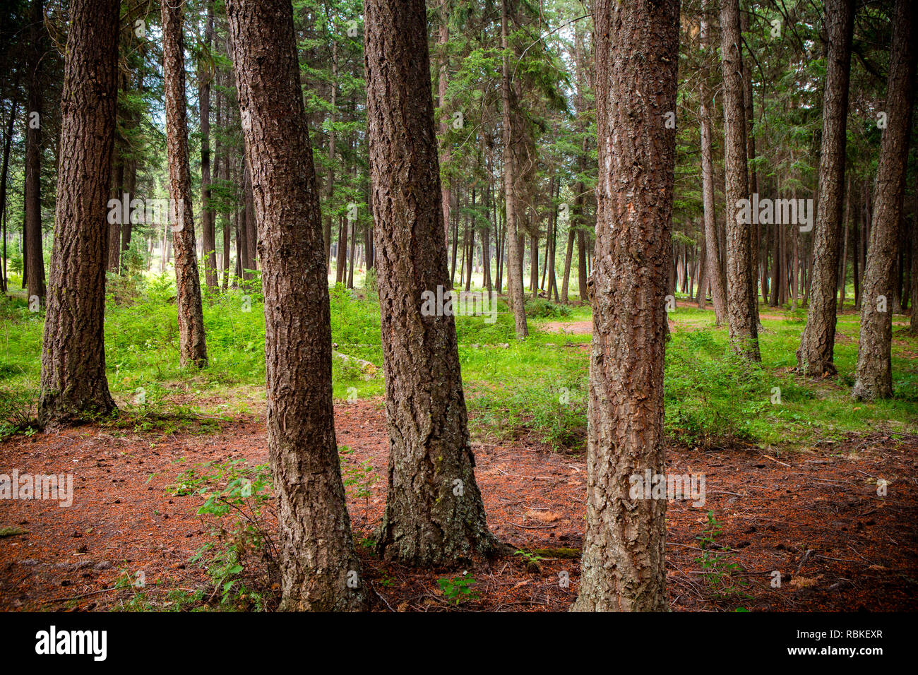 Scenic landscape of tree trunks of fir trees in a temperate rainforest ...