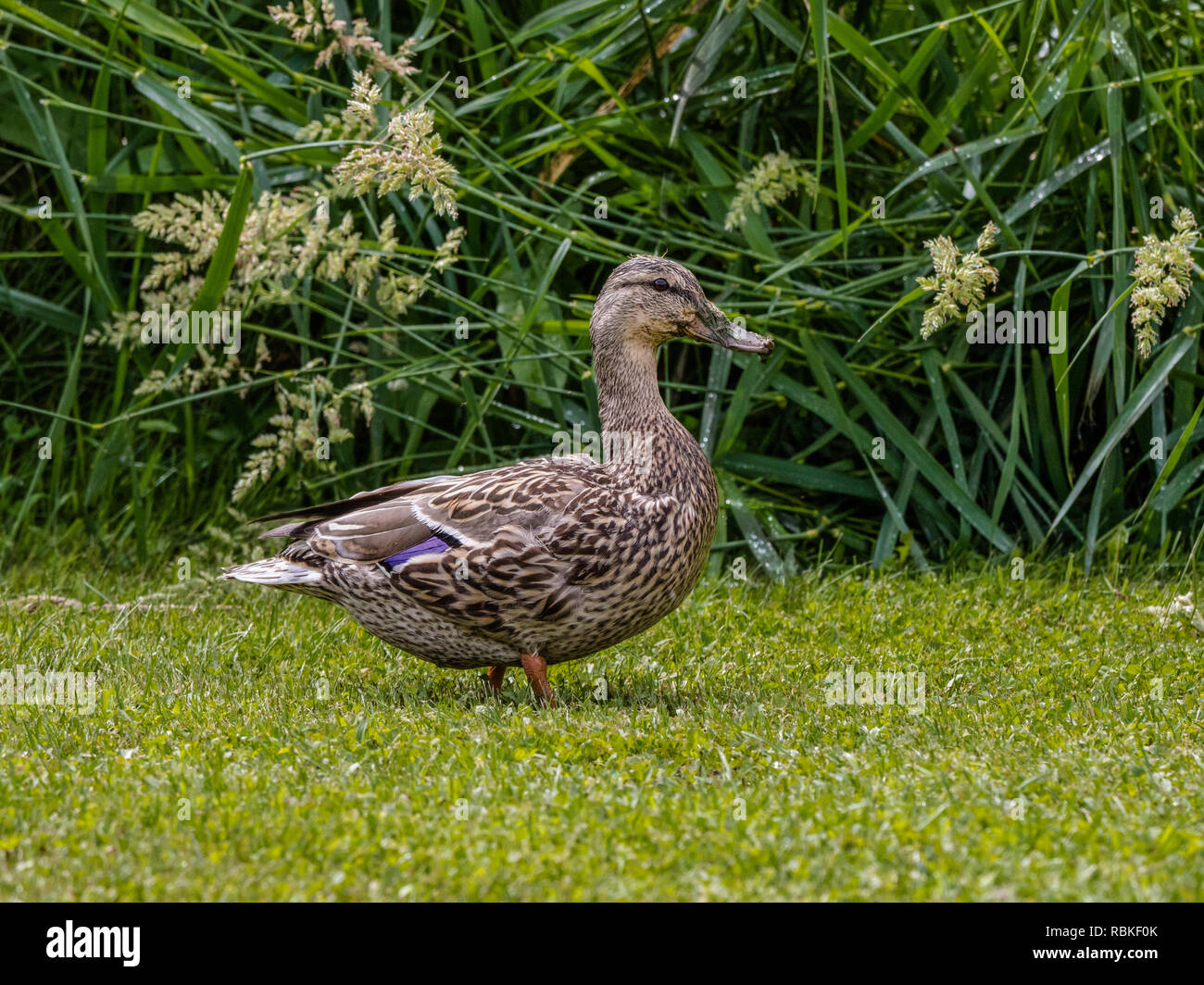Muskoka garden hi-res stock photography and images - Alamy