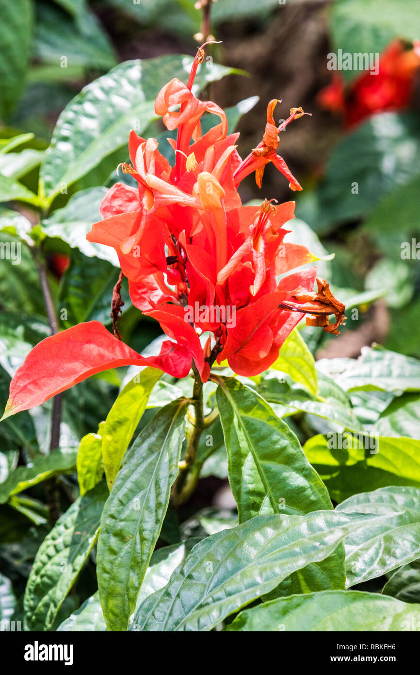 Waxy red flower hi-res stock photography and images - Alamy