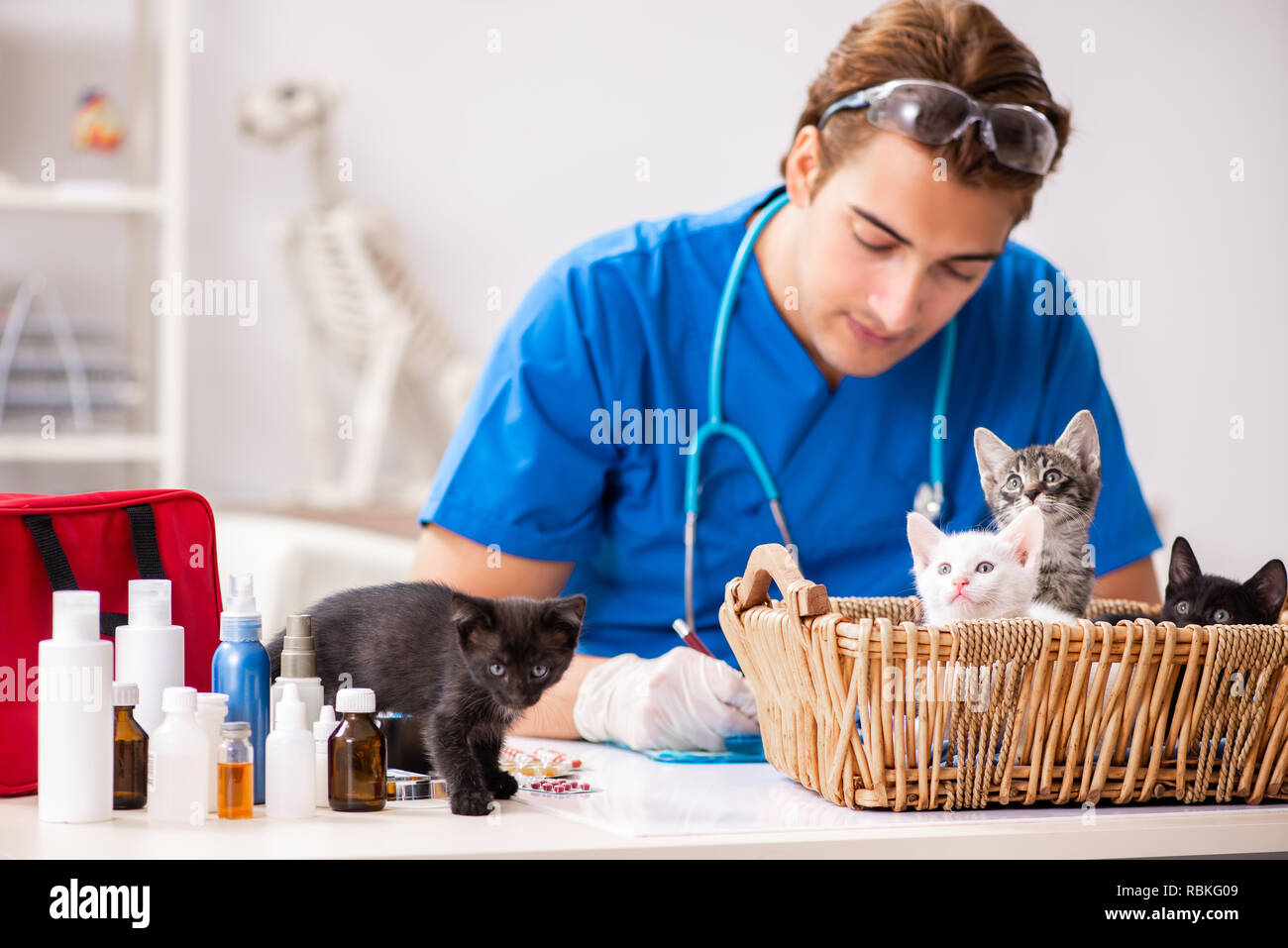 Vet doctor examining kittens in animal hospital Stock Photo - Alamy