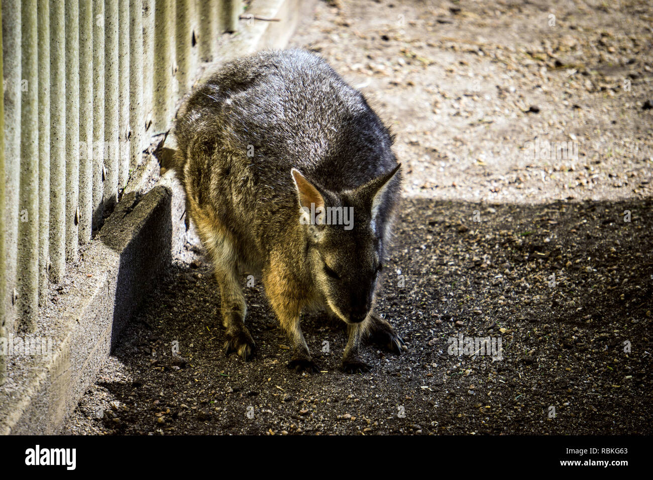 The wallaby in the Philip Island Wildlife Park, Victoria, Australia ...