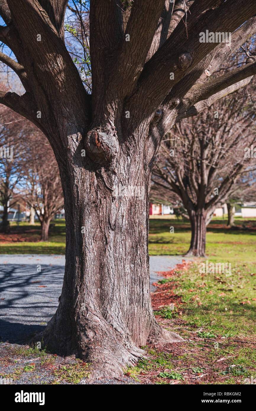 Colourful scene of a tree branching out in a beautiful green park ...