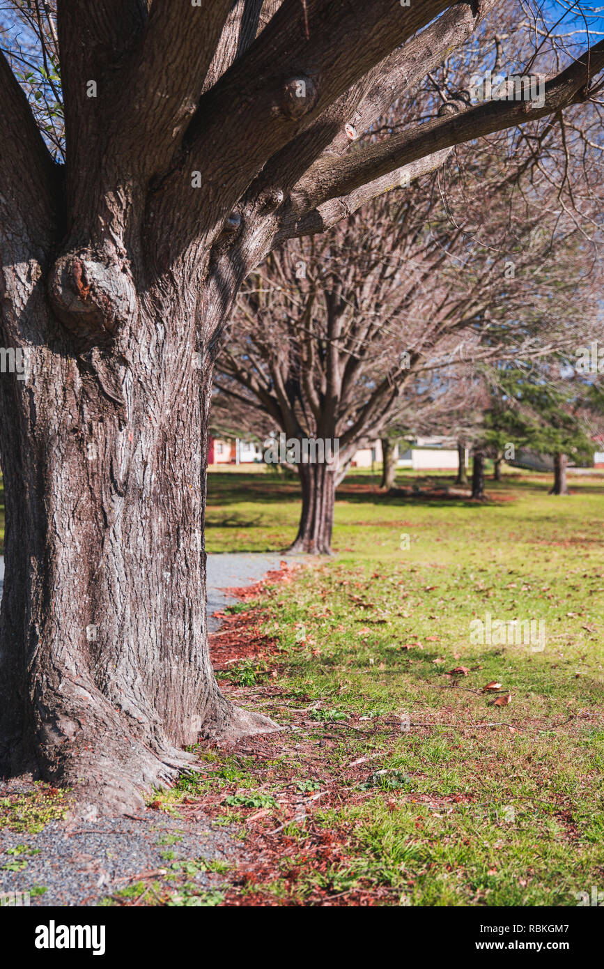 Colourful scene of a tree branching out in a beautiful green park ...