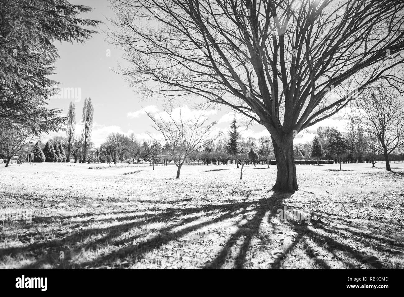 Black and white park scene with exaggerated shadows in the foreground ...