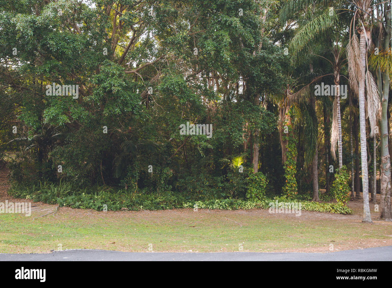 Lush green tropical bush in Australia, with the sun streaming through ...