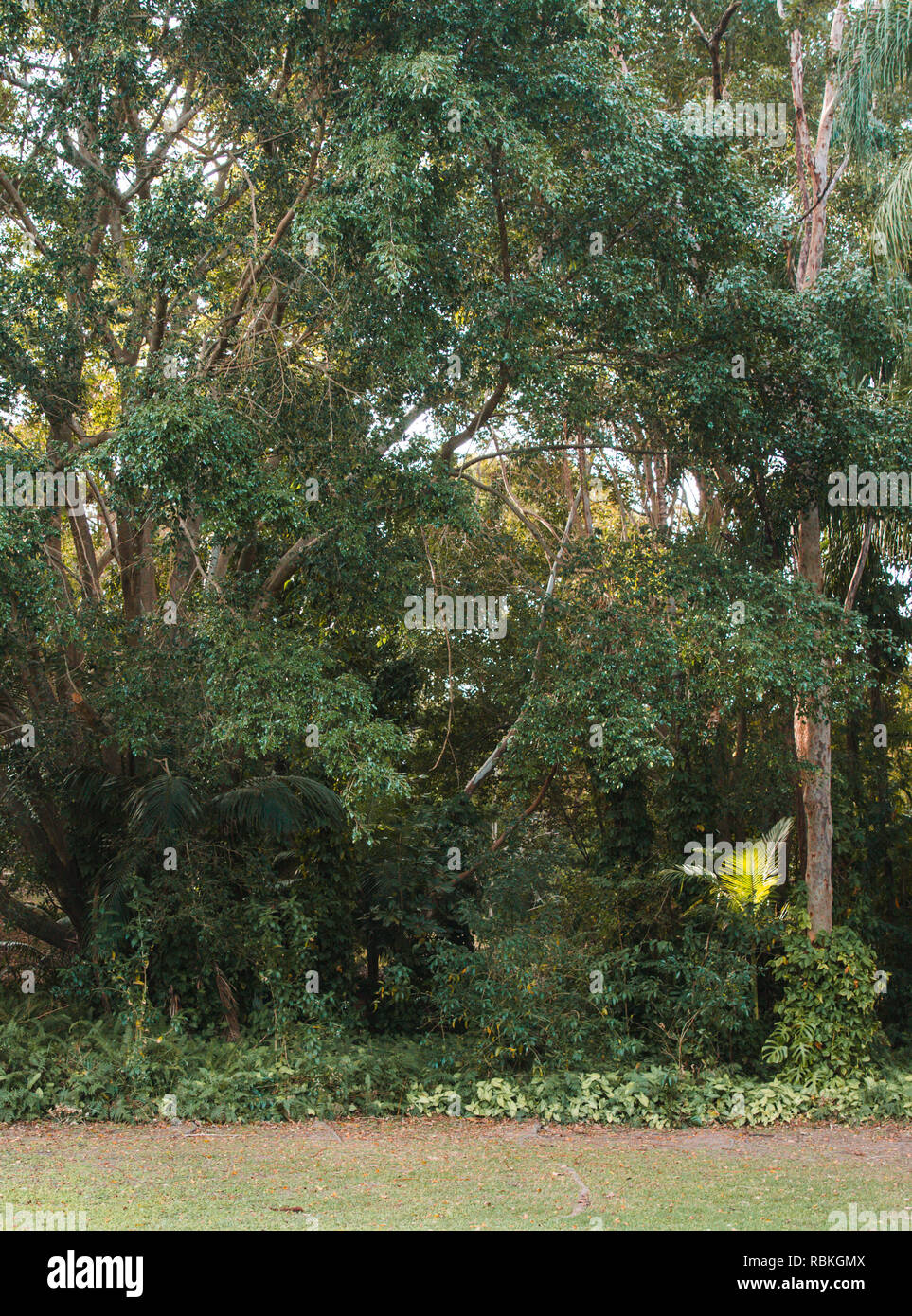 Lush green tropical bush in Australia, with the sun streaming through ...