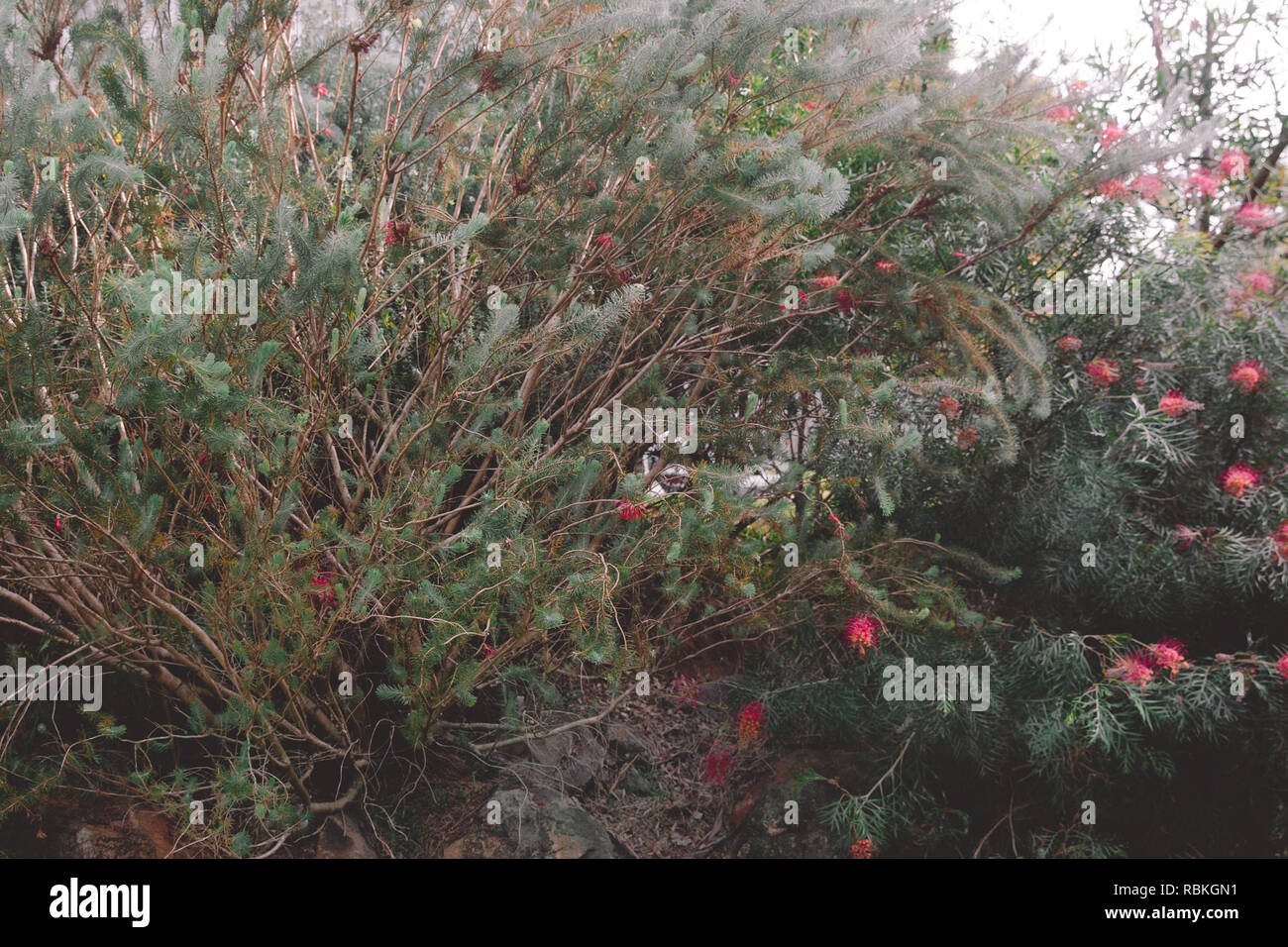Red bottle brush plants hi-res stock photography and images - Alamy