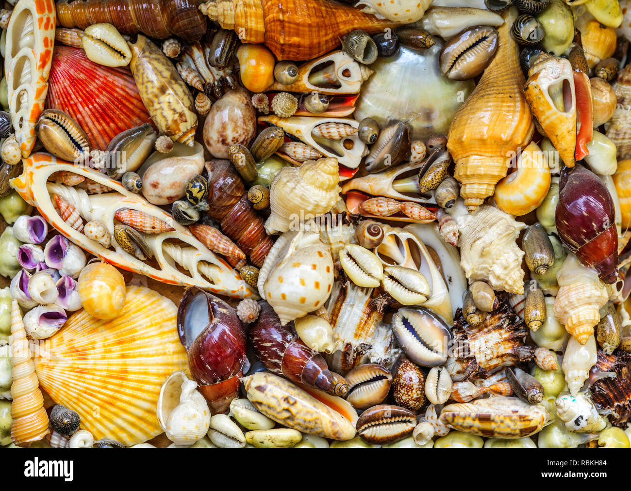 Dead Dry Sea Animals and Seashells on Wall Photo Stock Photo - Alamy