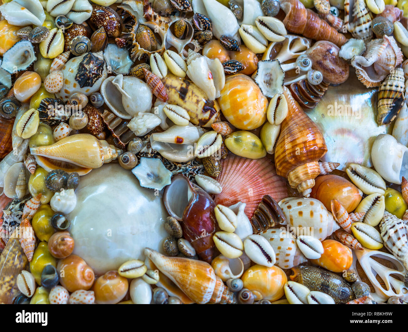 Dead cockle shell hi-res stock photography and images - Alamy