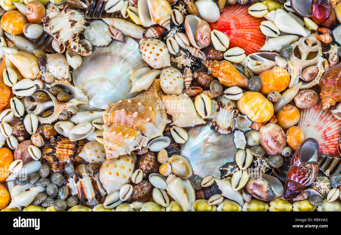 Dead Dry Sea Animals and Seashells on Wall Photo Stock Photo - Alamy