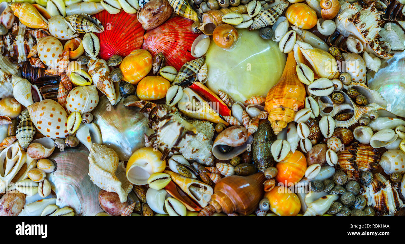 Dead Dry Sea Animals and Seashells on Wall Photo Stock Photo - Alamy