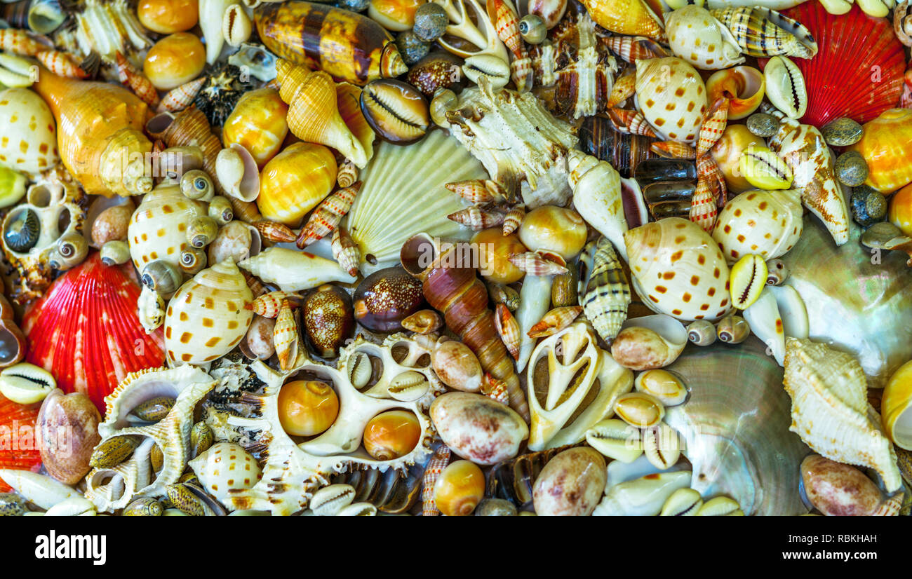 Dead Dry Sea Animals and Seashells on Wall Photo Stock Photo - Alamy
