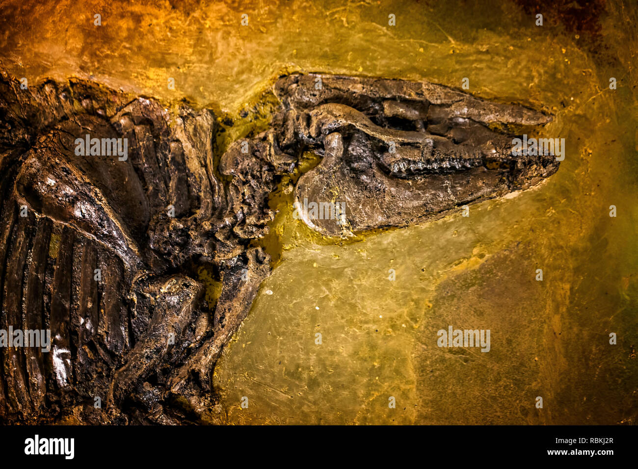 Prehistoric Dinosaur Skeleton Fossile Bones Archeology Background Photo ...