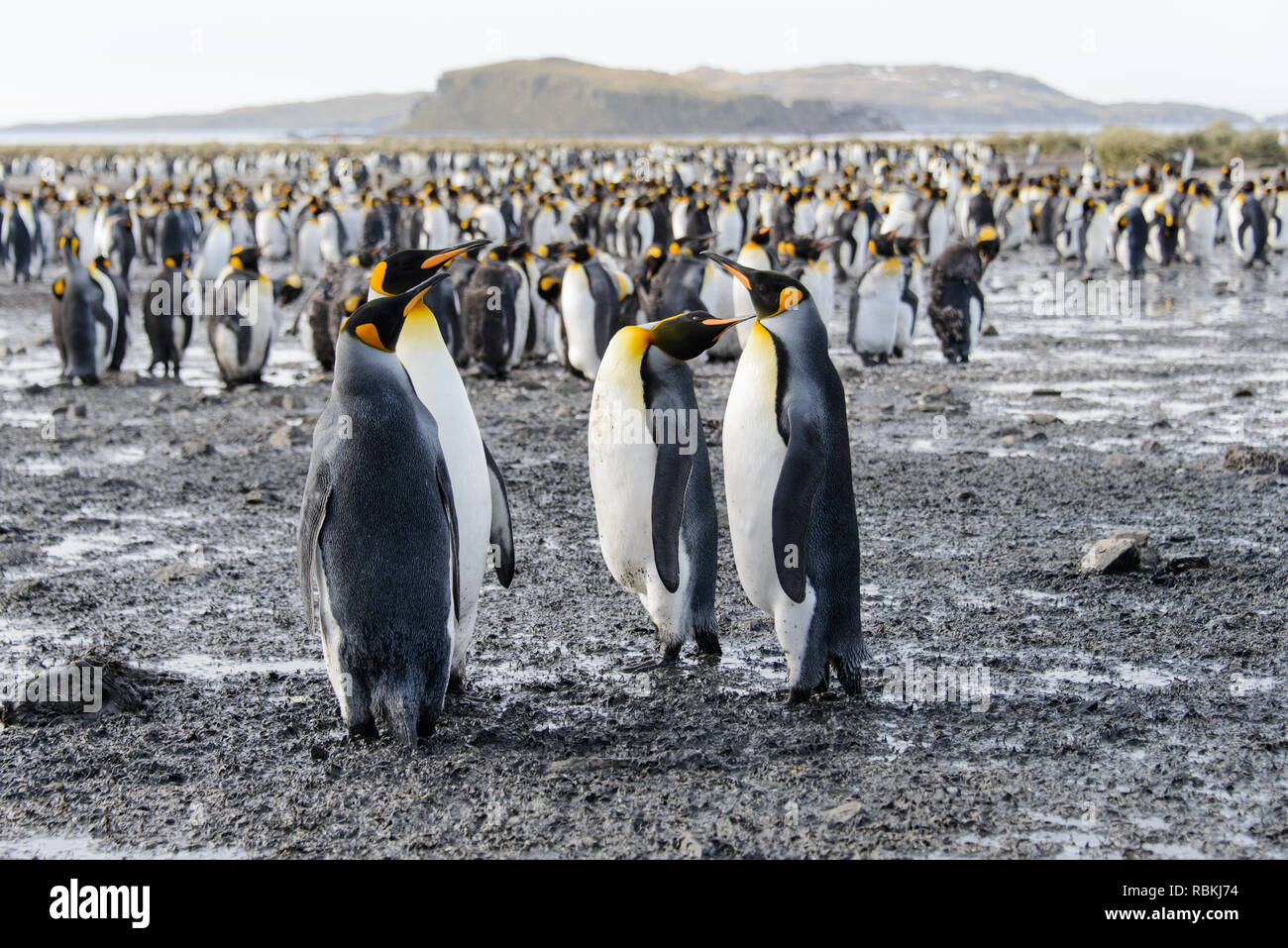 King penguins on South Georgia island Stock Photo - Alamy