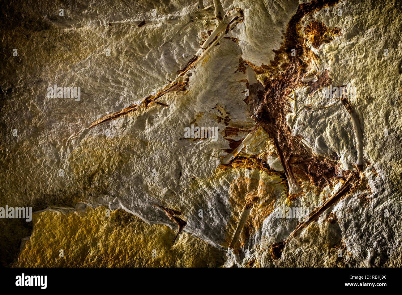 Prehistoric Dinosaur Skeleton Fossile Bones Archeology Background Photo ...