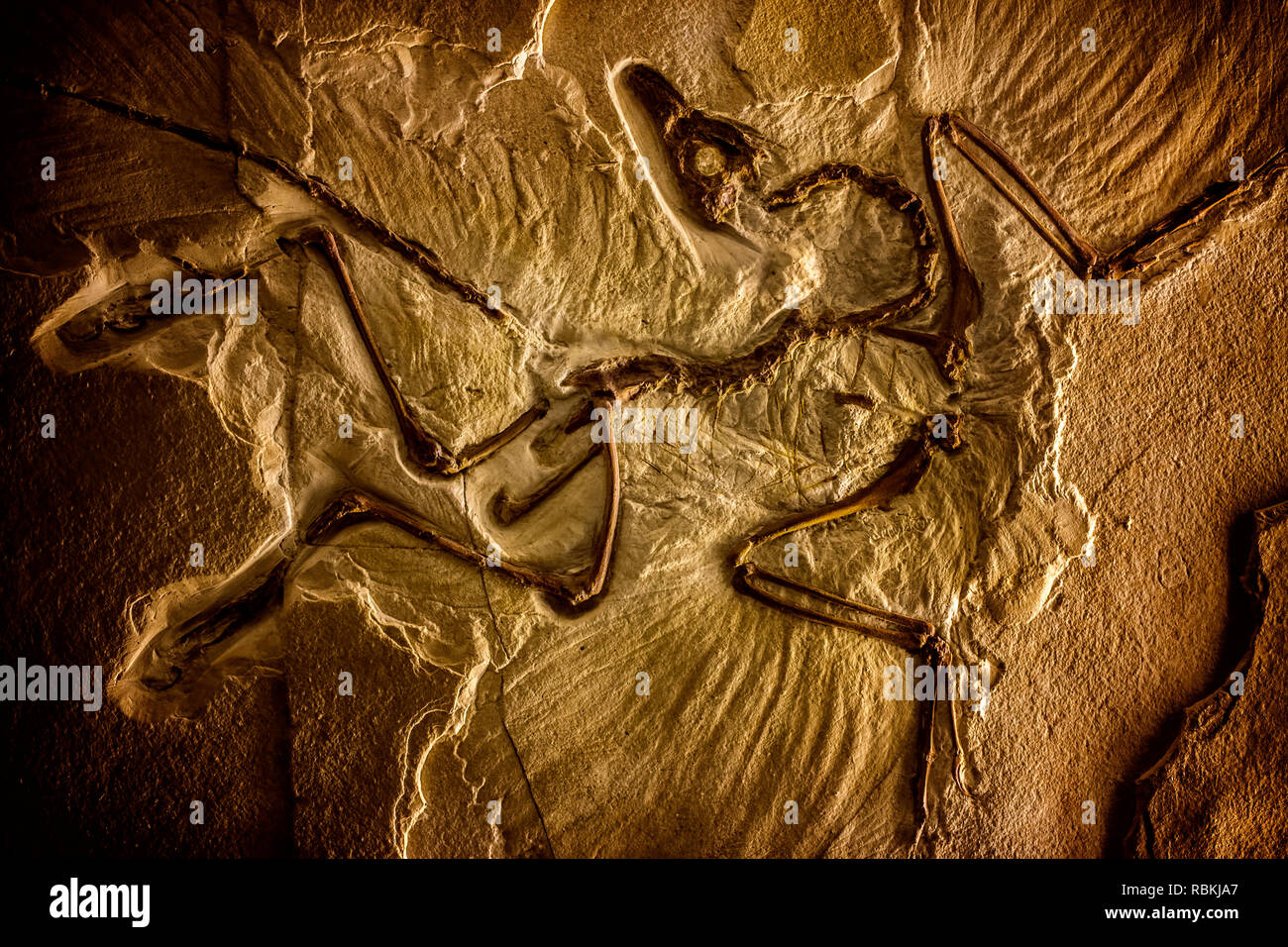 Prehistoric Dinosaur Skeleton Fossile Bones Archeology Background Photo ...