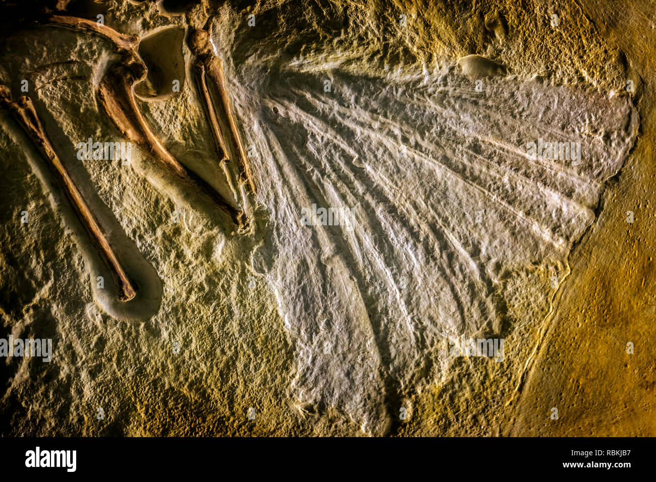 Prehistoric Dinosaur Skeleton Fossile Bones Archeology Background Photo ...