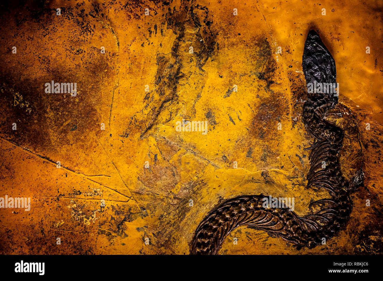 Prehistoric Dinosaur Skeleton Fossile Bones Archeology Background Photo ...