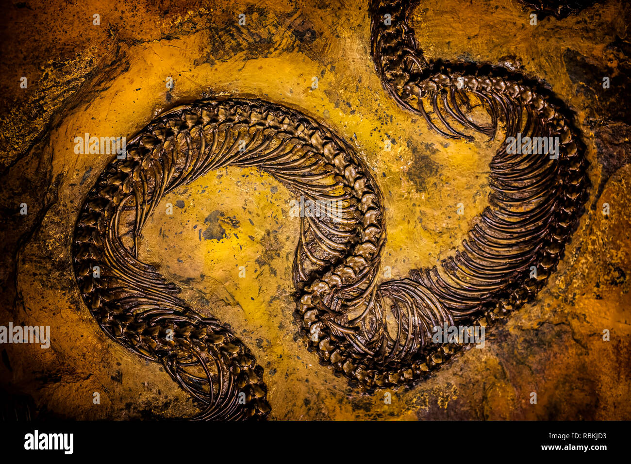 Prehistoric Dinosaur Skeleton Fossile Bones Archeology Background Photo ...
