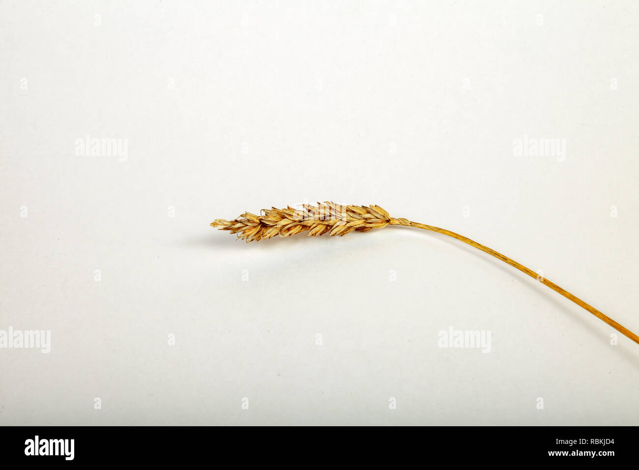 Single wheat seed stem on hi-res stock photography and images - Alamy