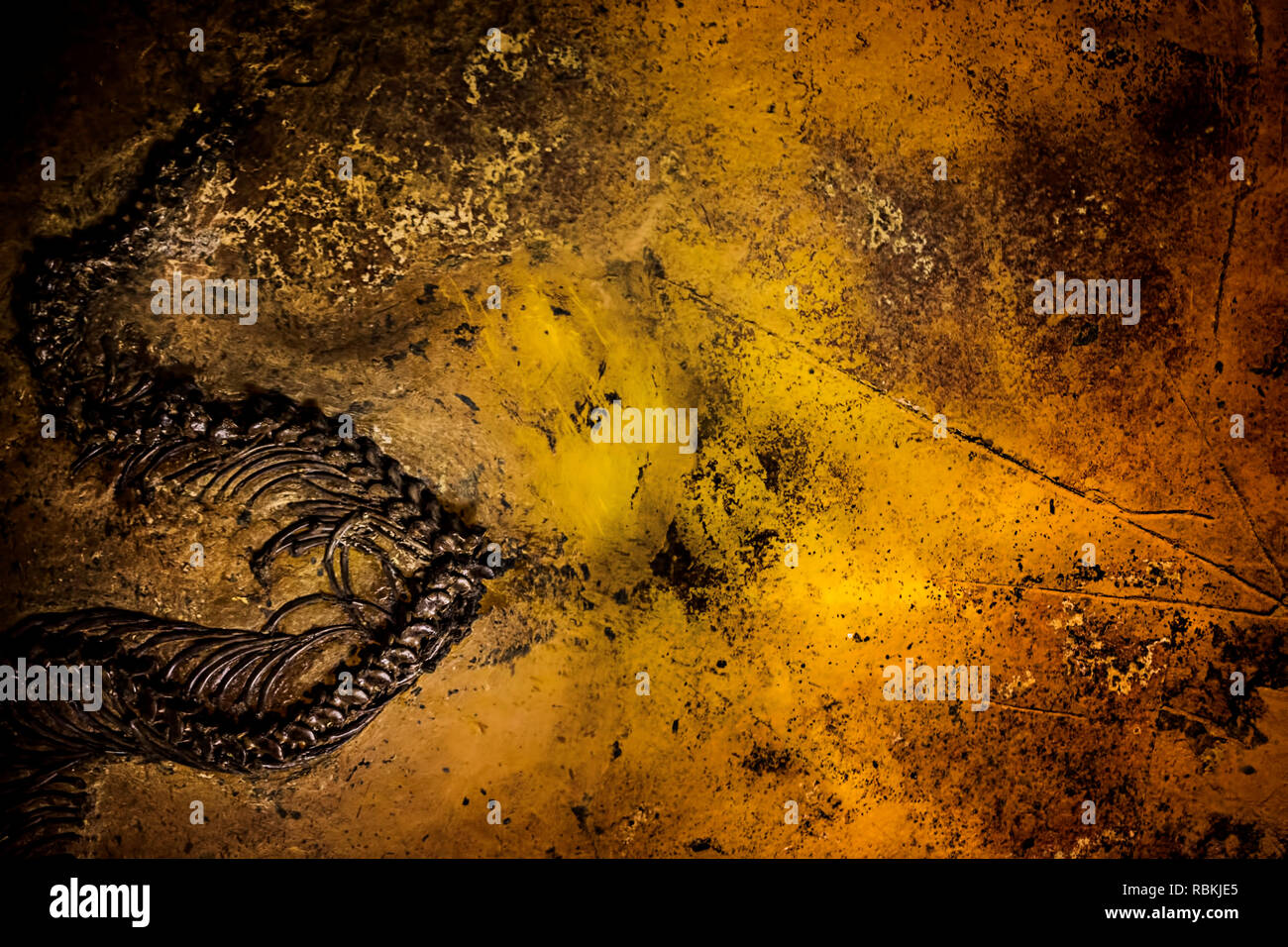 Prehistoric Dinosaur Skeleton Fossile Bones Archeology Background Photo ...