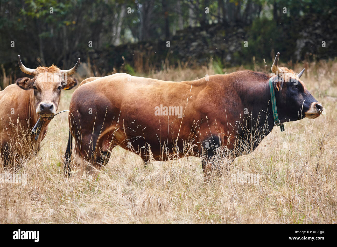 Cow and bull in the countryside. Cattle, livestock. Farmland industry ...