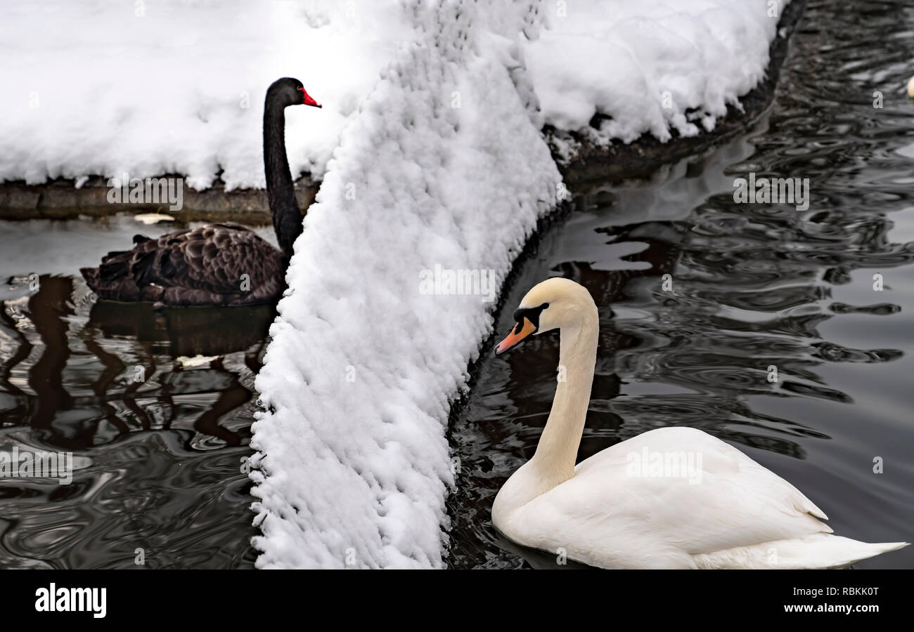 Black swan and white swan separated with a fence in Kugulu Park in ...