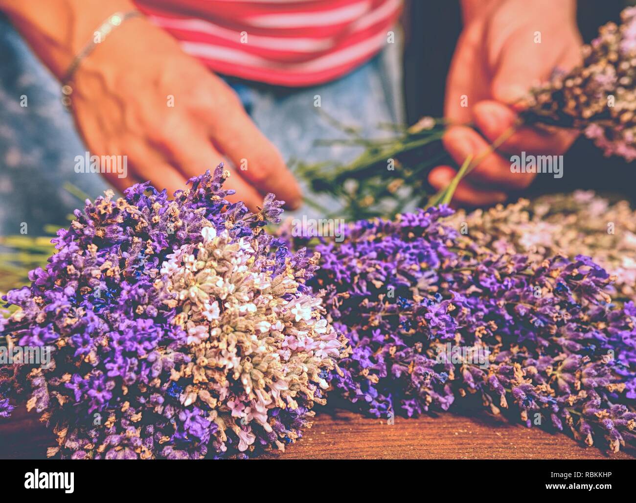 Gathering A Bouquet Of Lavender Girl Hand Holding A Bouquet Of Fresh