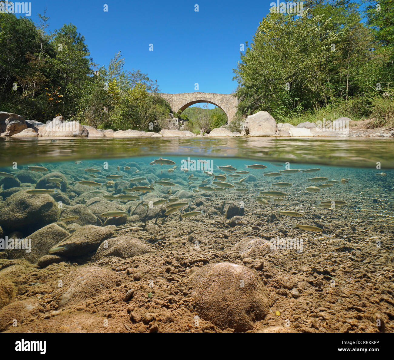 River with an old bridge and a school of fish underwater (chub), split ...