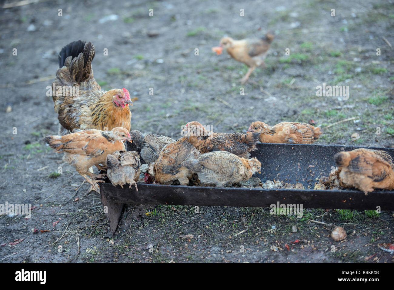red hen and chicks eat from the trough Stock Photo - Alamy
