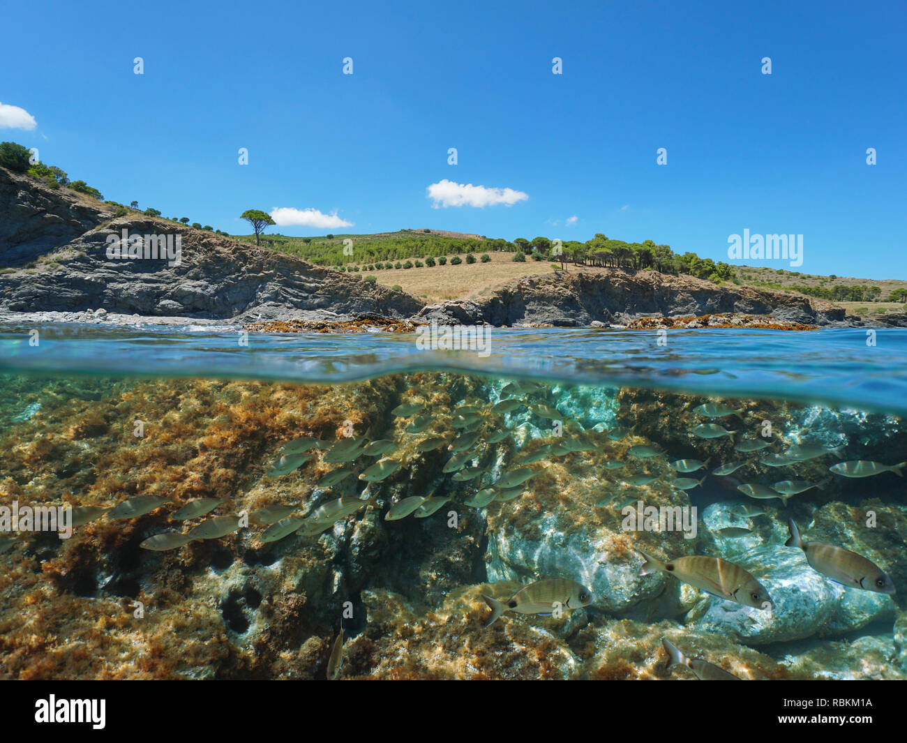 Colera hi-res stock photography and images - Alamy