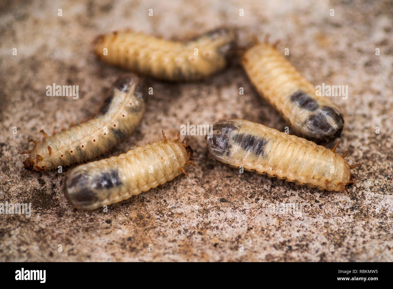 Woodworm Beetle Stock Photos & Woodworm Beetle Stock Images - Alamy